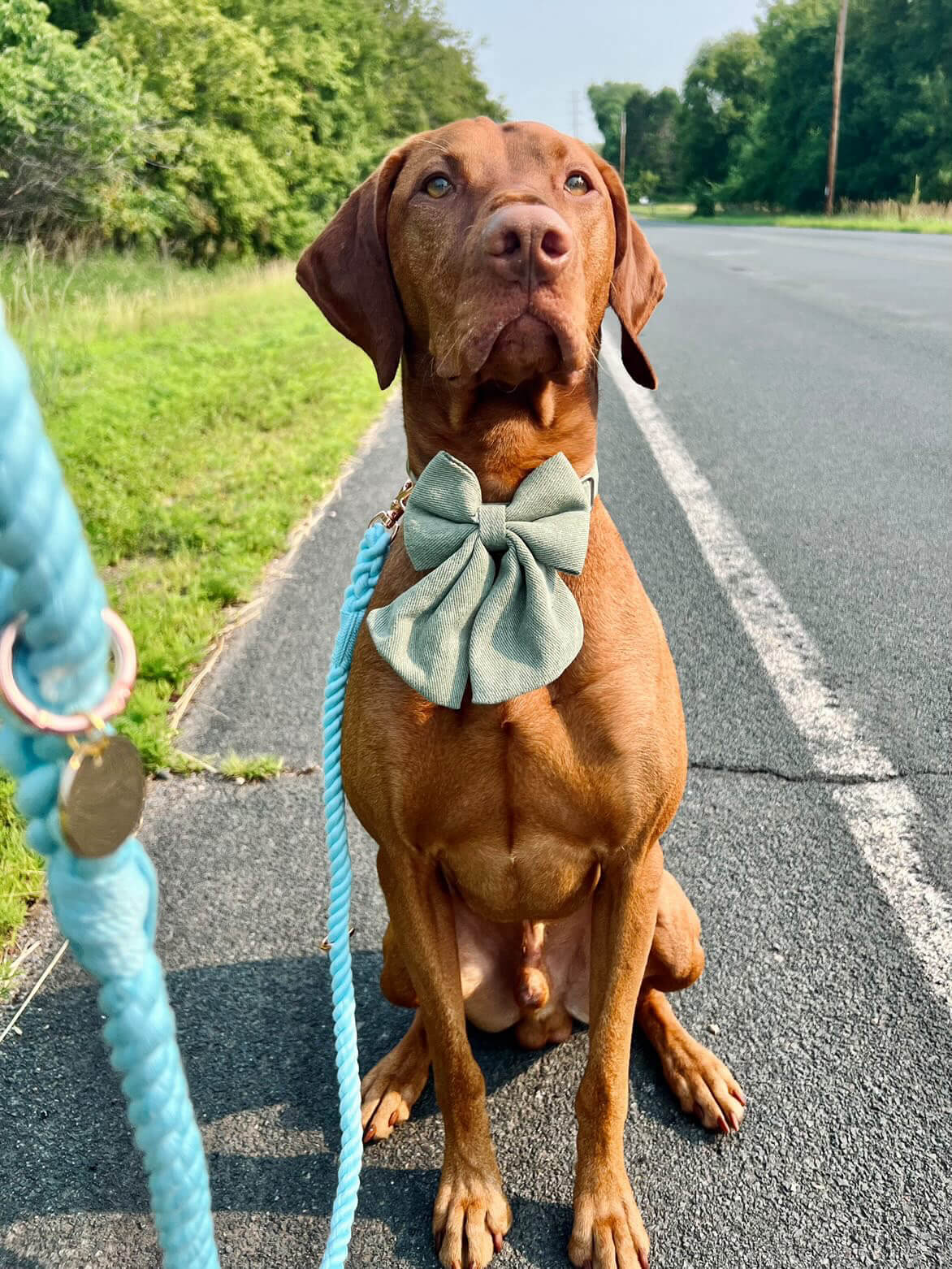 Wag + Tail - Dog Bandanas, Scarves, Collars, Leashes, Toys & More!